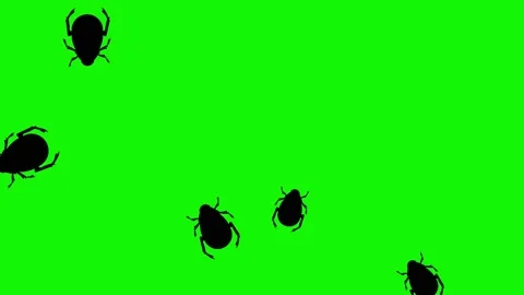 Group of bugs walking animation green sc... | Stock Video | Pond5