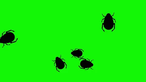 Group of bugs walking animation green sc... | Stock Video | Pond5