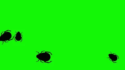 Group of bugs walking animation green sc... | Stock Video | Pond5