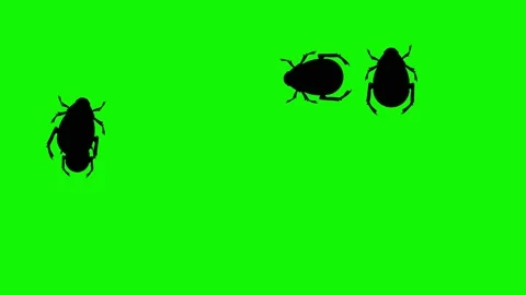 Group of bugs walking animation green sc... | Stock Video | Pond5