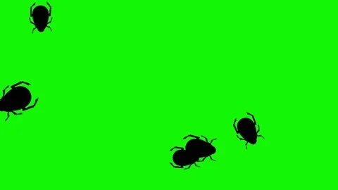 Group of bugs walking animation green sc... | Stock Video | Pond5
