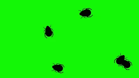 Group of bugs walking animation green sc... | Stock Video | Pond5