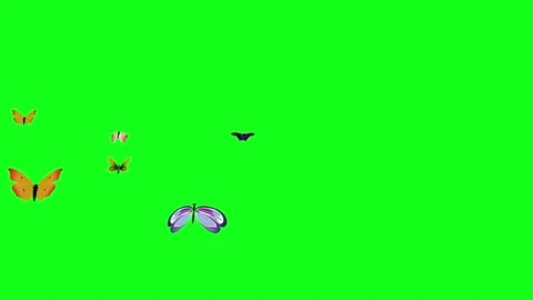 Group of butterflies fly on green screen... | Stock Video | Pond5