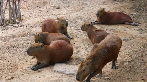 The Group of Capybara relaxing and sleep... | Stock Video | Pond5