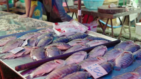 Group of carp fish suffocating in asian ... | Stock Video | Pond5