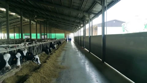 Group of cows in the row of stables feed... | Stock Video | Pond5