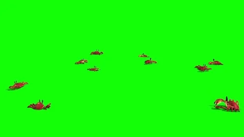 Crab Green Screen Stock Footage ~ Royalty Free Stock Videos | Pond5