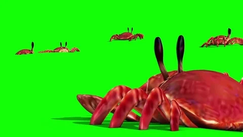 Group of Crab on the Sand Green Screen C... | Stock Video | Pond5