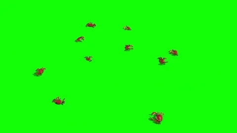 Crab Green Screen Stock Footage ~ Royalty Free Stock Videos | Pond5
