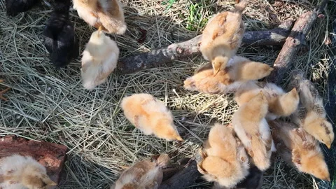 A group of cute furry chickens strolls a... | Stock Video | Pond5