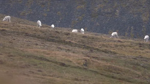 Dall Sheep Stock Videos – Royalty-Free HD & 4K Videos | Pond5