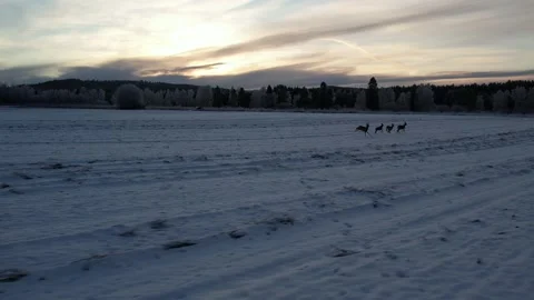 Group of deer running in the white field... | Stock Video | Pond5