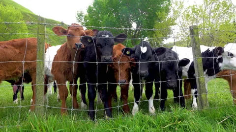 Group of different colored young cows be... | Stock Video | Pond5
