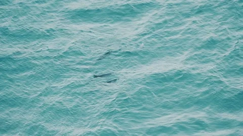 Swim Its Fun Stock Videos – Royalty-Free HD & 4K Videos | Pond5