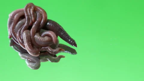 Group of earthworms on green screen for ... | Stock Video | Pond5