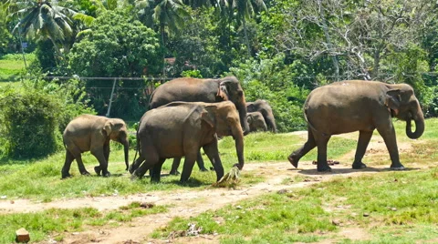 Elephants Group Stock Videos – Royalty-Free HD & 4K Videos | Pond5