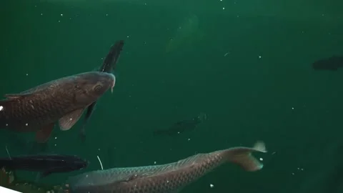 Group of fish asking for food in Lake Me... | Stock Video | Pond5