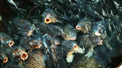 Group of fish asking for food in Lake Me... | Stock Video | Pond5