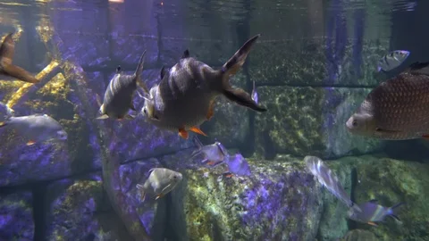 A group of fish floating in the deep at ... | Stock Video | Pond5