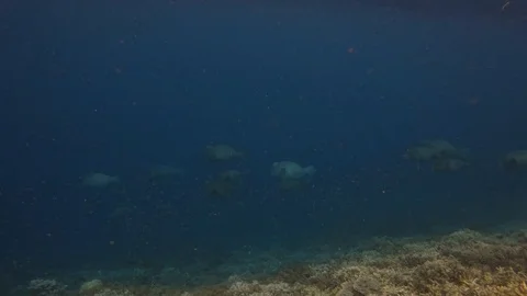 Fish Poop Stock Video Footage | Royalty Free Fish Poop Videos | Pond5