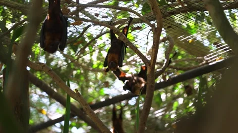 Bats Walking Stock Videos – Royalty-Free HD & 4K Videos