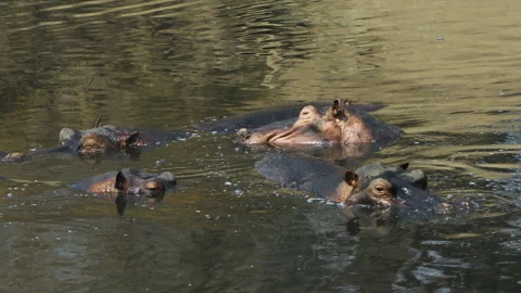 Group of four hippos in a clean but slig... | Stock Video | Pond5