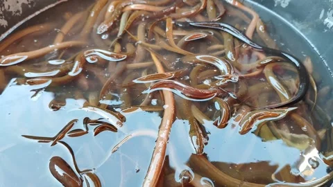 A group of fresh eels in a black basin s... | Stock Video | Pond5
