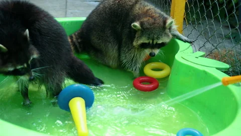 Group of funny raccoons play with toys i... | Stock Video | Pond5
