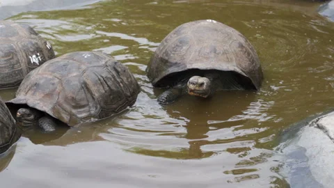 Hogle Zoo Move Stock Videos – Royalty-Free HD & 4K Videos