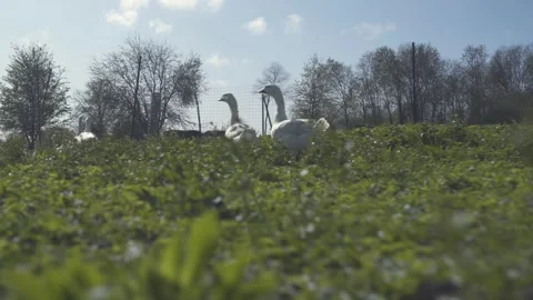 Group of geese running across field back... | Stock Video | Pond5