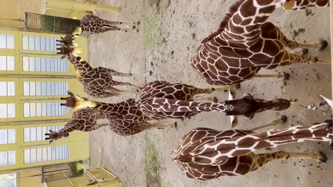 Group Of Giraffes Inside Zoo Enclosure B... | Stock Video | Pond5