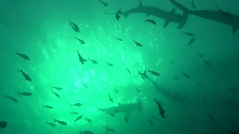 Group of great hammerhead shark on backg... | Stock Video | Pond5