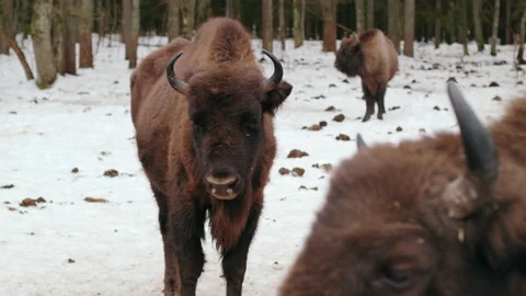Group of great horned bison walk through... | Stock Video | Pond5