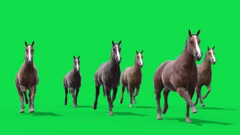 Group of Horses Runcycle Green Screen An... | Stock Video | Pond5