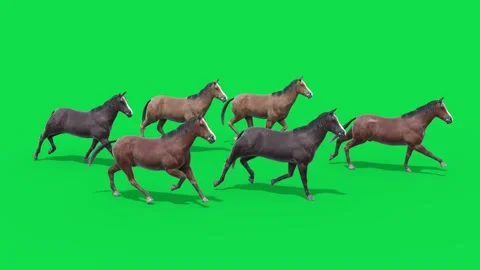 Group of Horses Runcycle Green Screen An... | Stock Video | Pond5