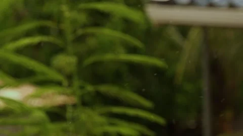 Group of insects flying around | Stock Video | Pond5