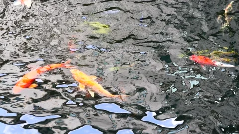 Group of koi fish moving under the black... | Stock Video | Pond5