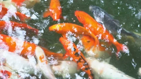 Pond Fish Care Stock Videos – Royalty-Free HD & 4K Videos