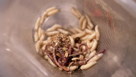 Group of Larvae of White Worms Crawls in... | Stock Video | Pond5