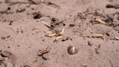 Group of Larvae of White Worms Crawls in... | Stock Video | Pond5