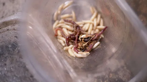 Group of Larvae of White Worms Crawls in... | Stock Video | Pond5