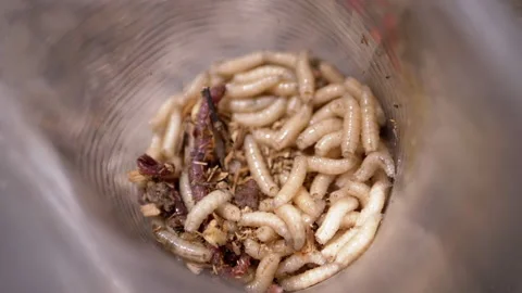 Group of Larvae of White Worms Crawls in... | Stock Video | Pond5