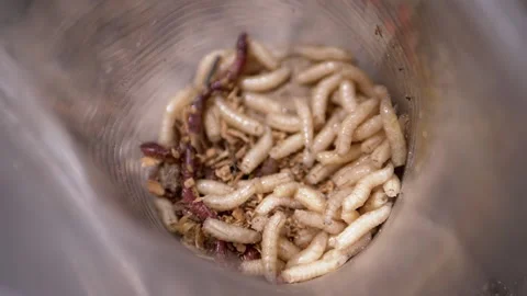 Group of Larvae of White Worms Crawls in... | Stock Video | Pond5