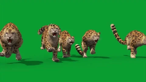 Group of Leopards Green Screen Real Fur ... | Stock Video | Pond5