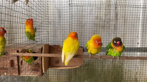 Bird Group Love Stock Videos – Royalty-Free HD & 4K Videos | Pond5