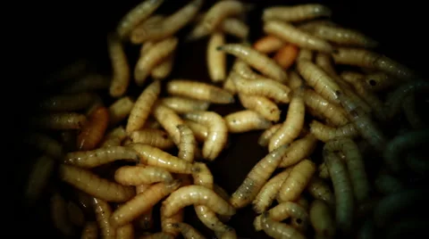 Maggot Bait Stock Footage ~ Royalty Free Stock Videos | Pond5