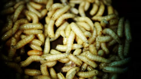 Maggot Bait Stock Videos – Royalty-Free HD & 4K Videos | Pond5