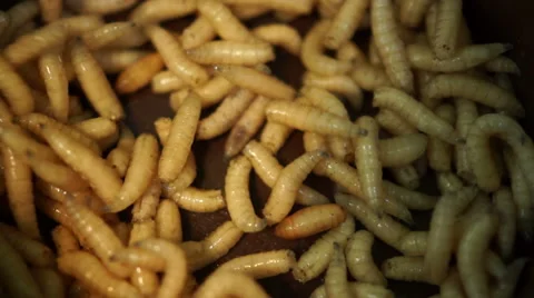 Maggot Bait Stock Footage ~ Royalty Free Stock Videos | Pond5