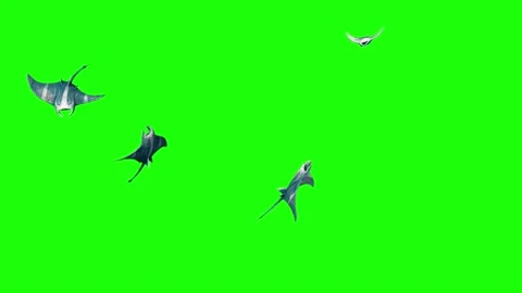 Group of Manta Ray Swim Green Screen 3D ... | Stock Video | Pond5