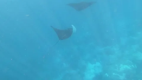 Group of manta rays swimming in the wate... | Stock Video | Pond5